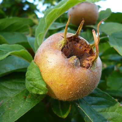 Mušmula Rojal - Rasadnik Marković